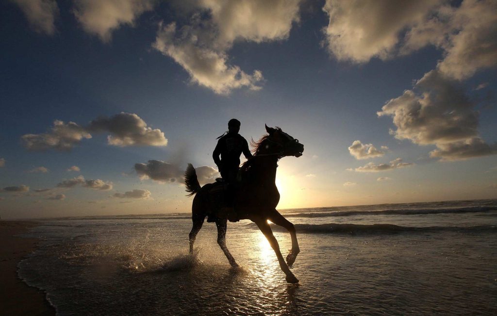 Nearco: il cavallo che ha fatto la storia del galoppo | Sisal News