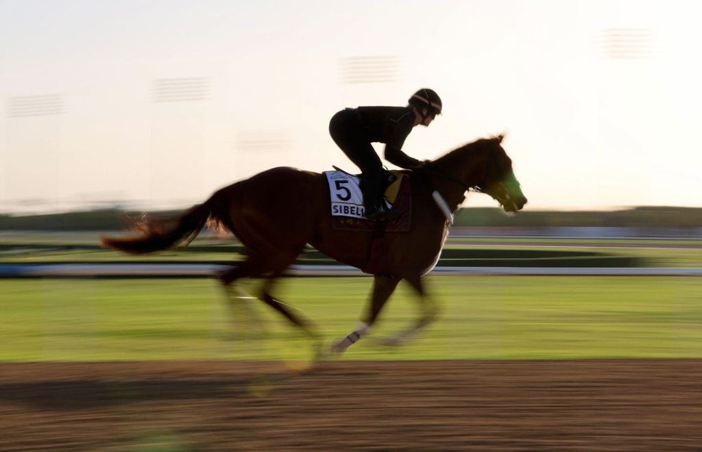 Velocità massima del cavallo: ecco qual è | Sisal News