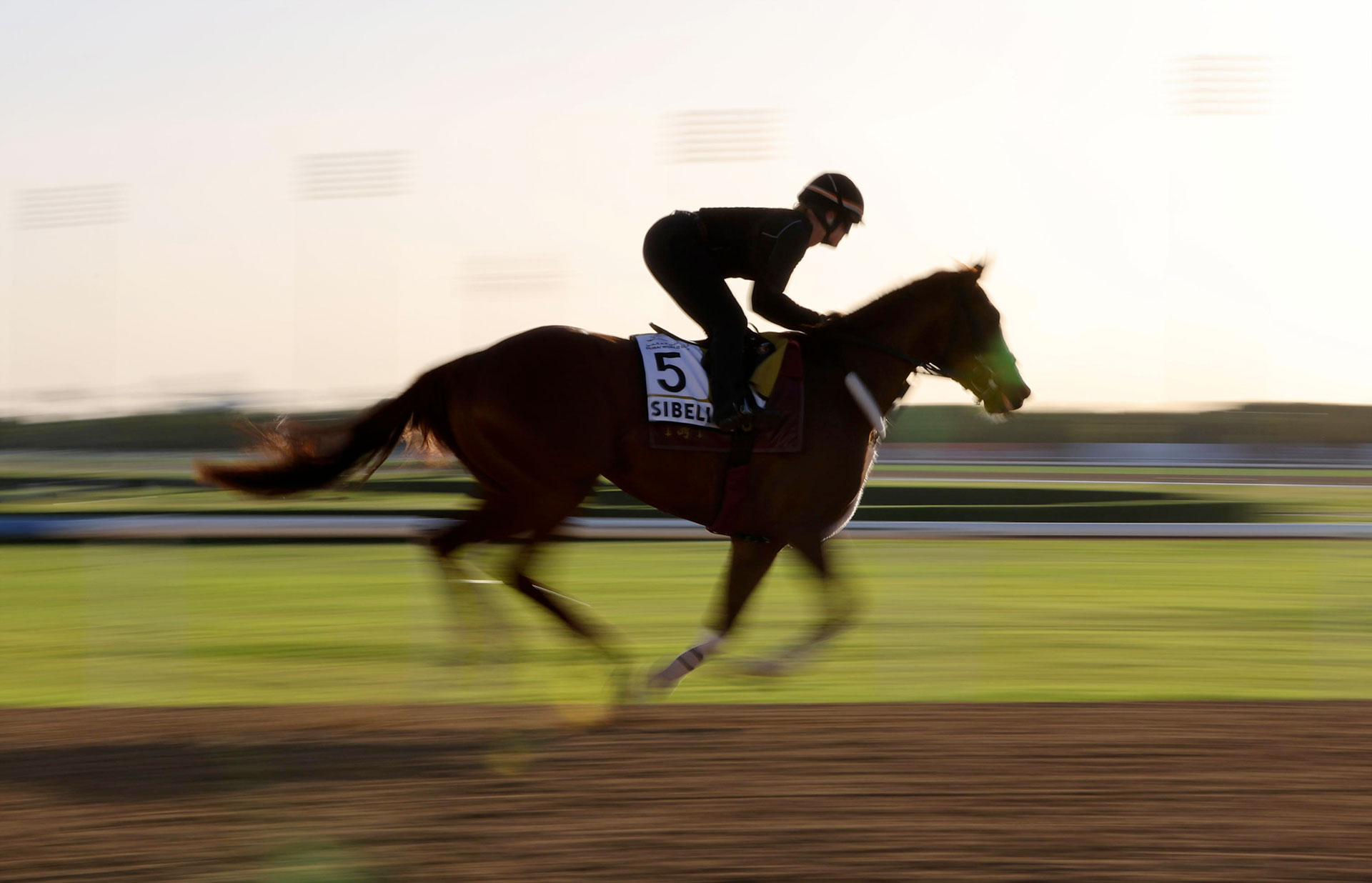 Velocit Massima Del Cavallo Ecco Qual Sisal News