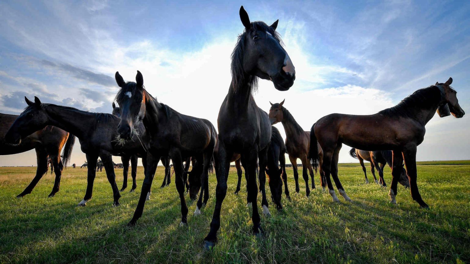 Cavallo Mustang: carattere e caratteristiche | Sisal News