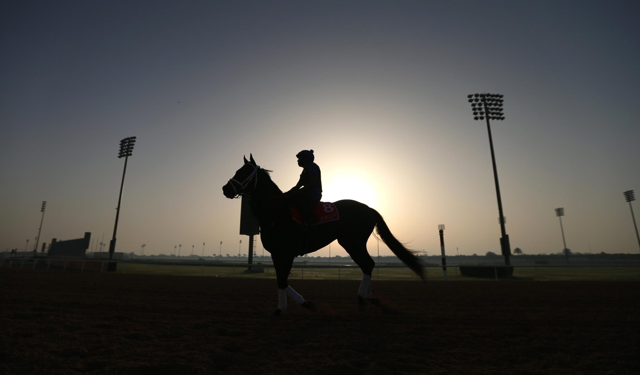 Cavallo Mustang: carattere e caratteristiche | Sisal News